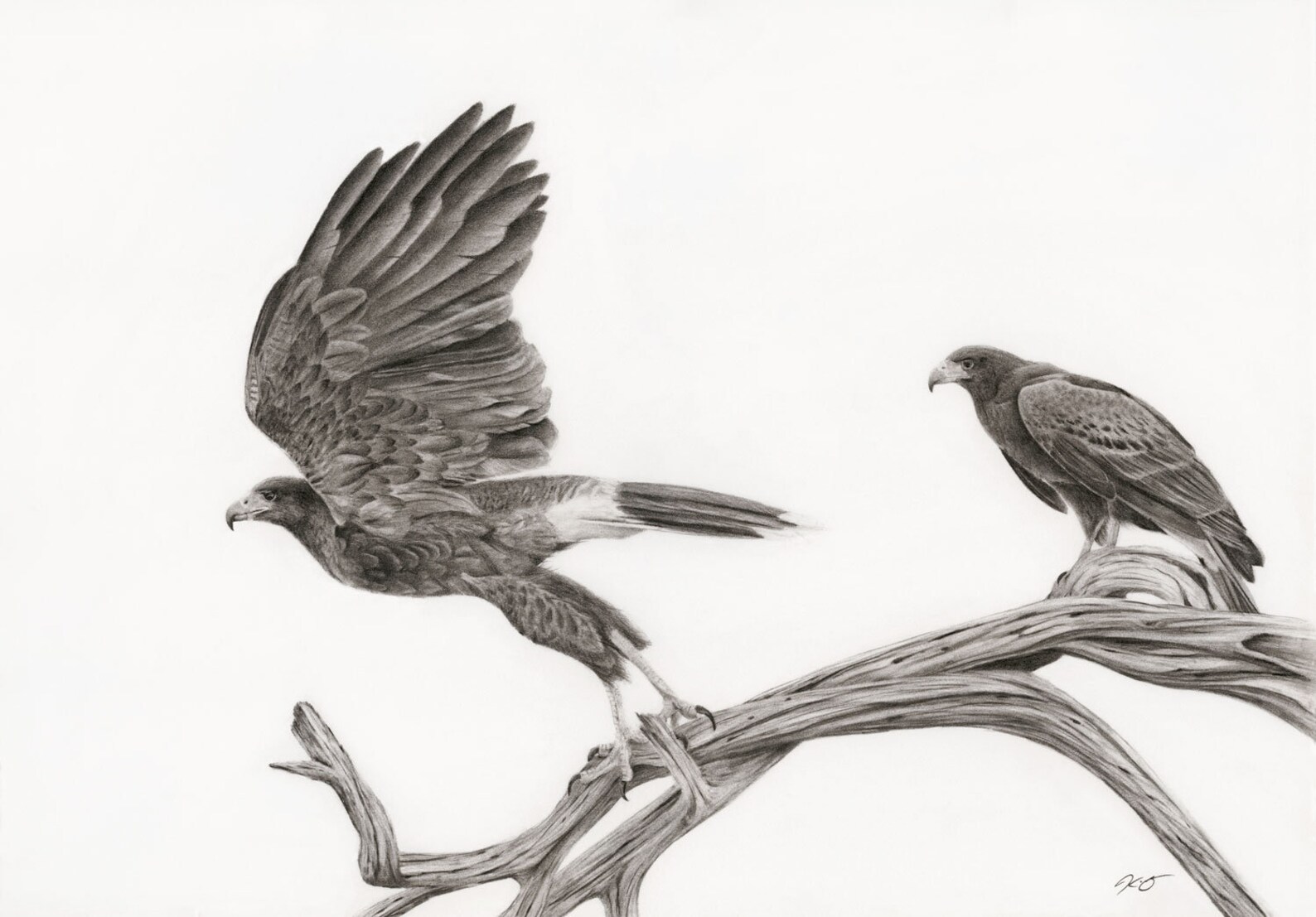 Harris's Hawk "harris's Pair" Graphite Drawing Limited Edition Giclee ...