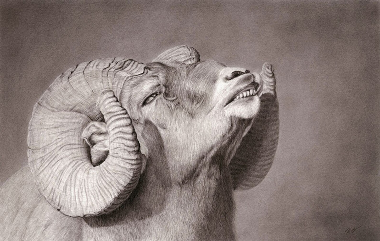 Bighorn Sheep Graphite Pencil Drawing Giclee Print Titled "flehming ...