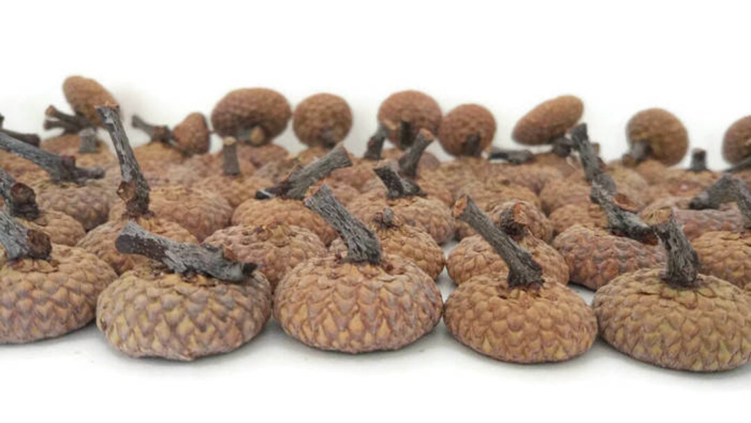 Acorn Caps Natural Large Real Oak Acorn Caps Jumbo Extra Large Acorn ...