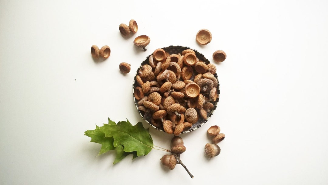 Acorn Caps - Real Natural Oak Tree Acorn Caps - Deep Acorn Caps - Large ...