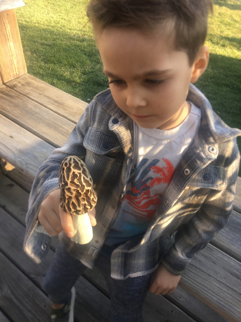 3 Morel Mushrooms for Landscape & Garden. 1 Small/1 Medium/1 | Etsy