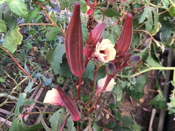 Red Okra Flower