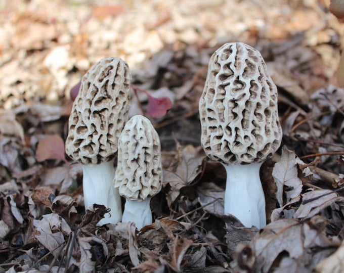 3 Morel Mushrooms for Landscape & Garden. 1 Small/1 Medium/1 Large (3 ...