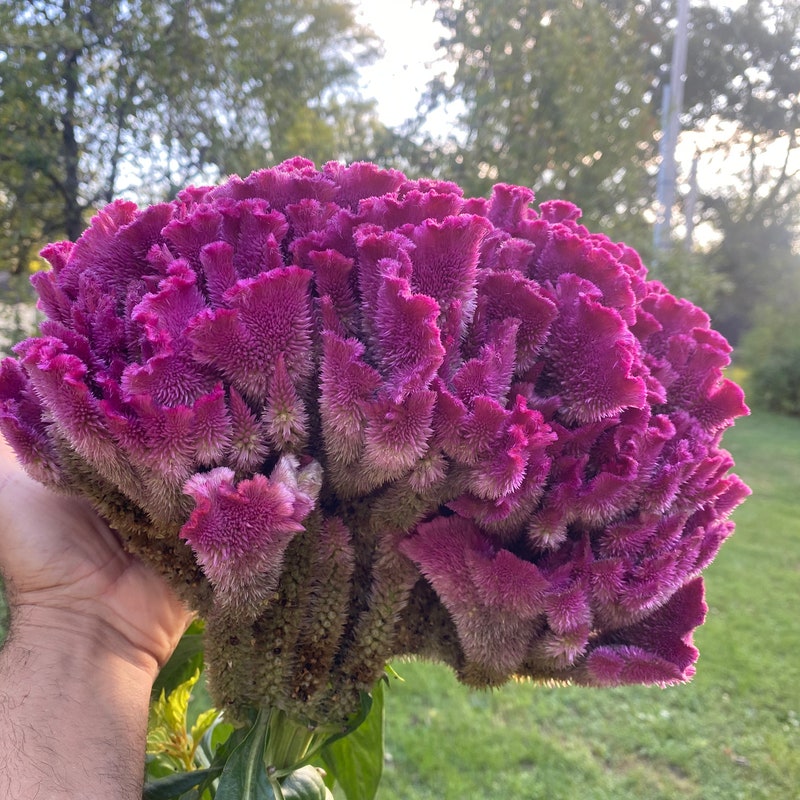 Cockscomb - Etsy