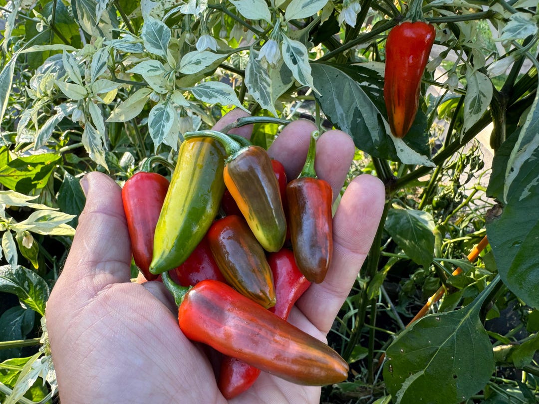 Variegated Jalapeno Heirloom Hot Pepper Seeds - Etsy
