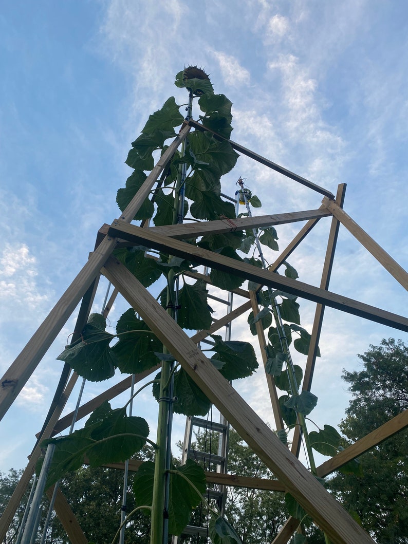 Giant Sunflower Seeds From 22 Foot Tall Mother Plant. Cross Pollinated ...
