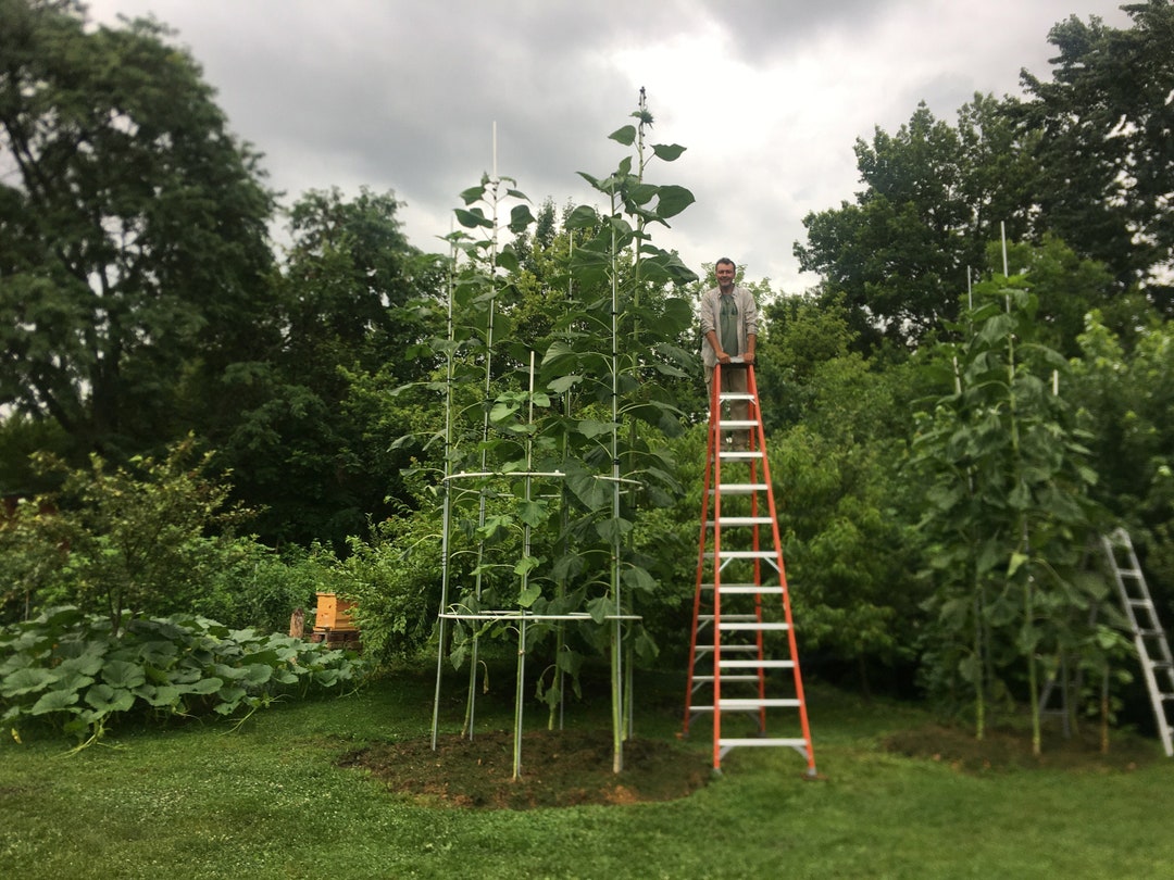 Giant Sunflower Seeds From 20 Foot Tall Mother Plant - Etsy