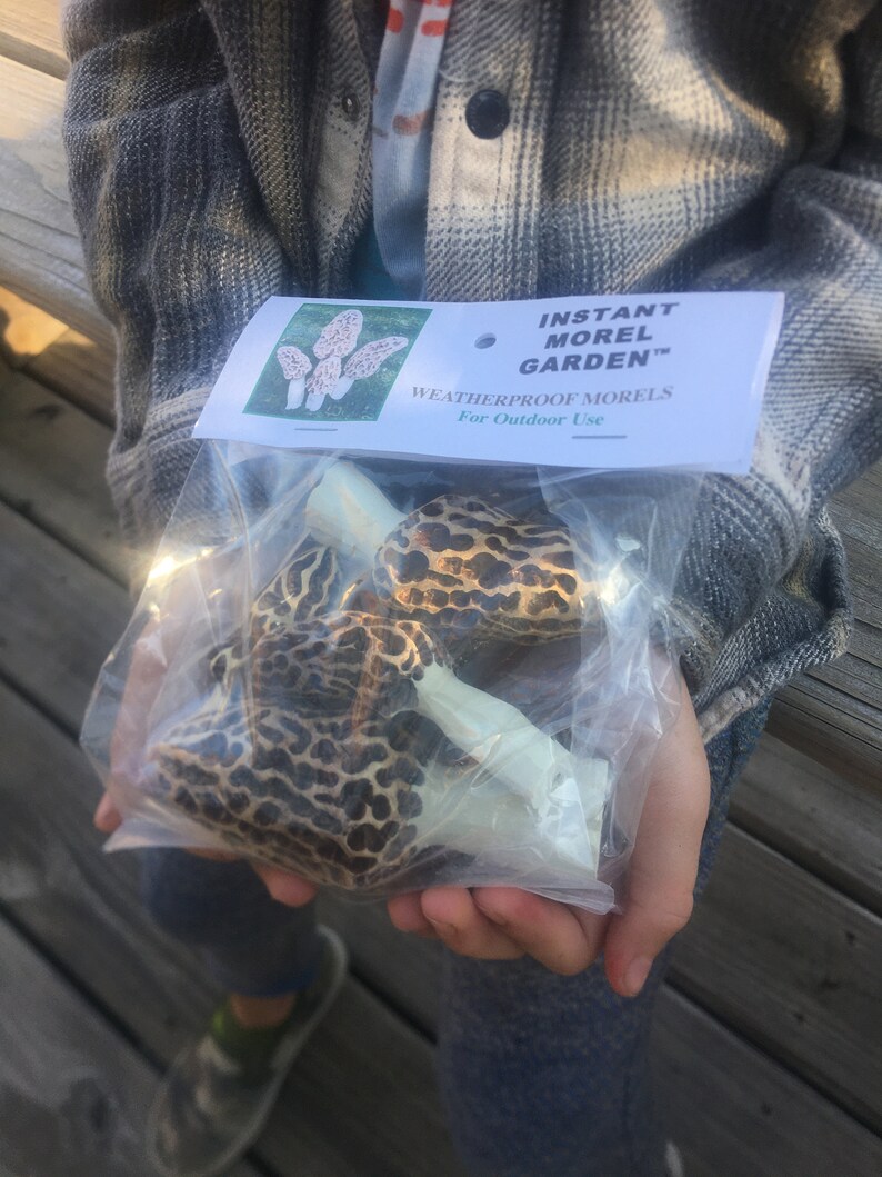 Handmade Morel Mushrooms for Landscape & Garden. Real Looking - Etsy