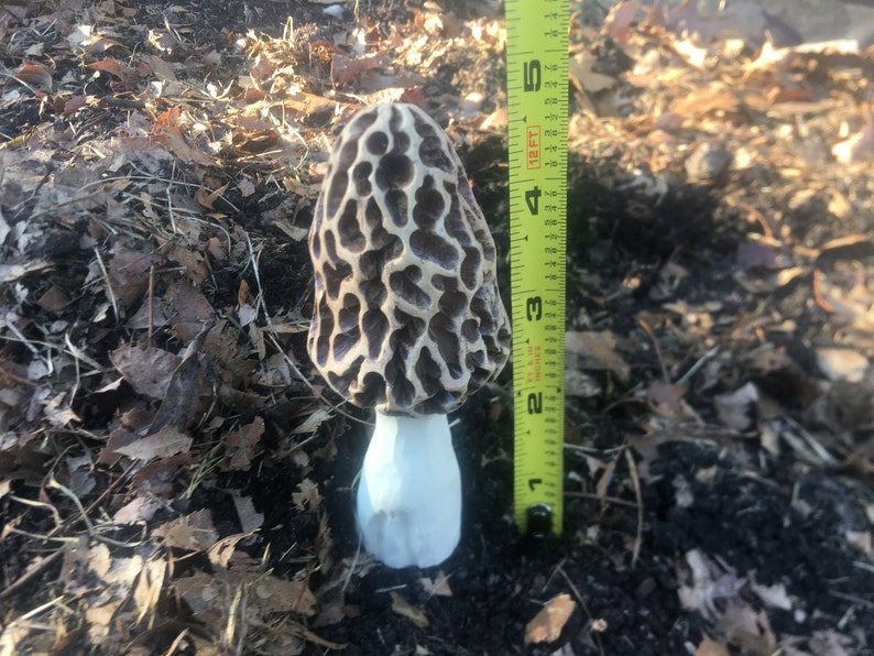 Handmade Morel Mushrooms for Landscape & Garden. Real looking | Etsy