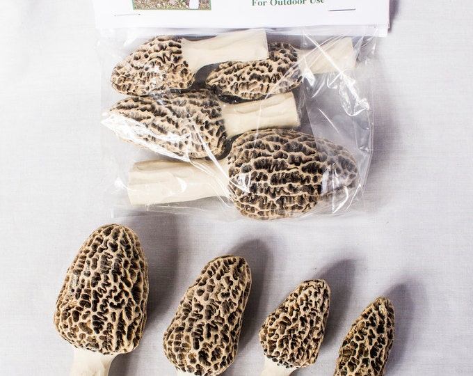 Morel Mushrooms for Landscape & Garden. Real Looking Morels ...