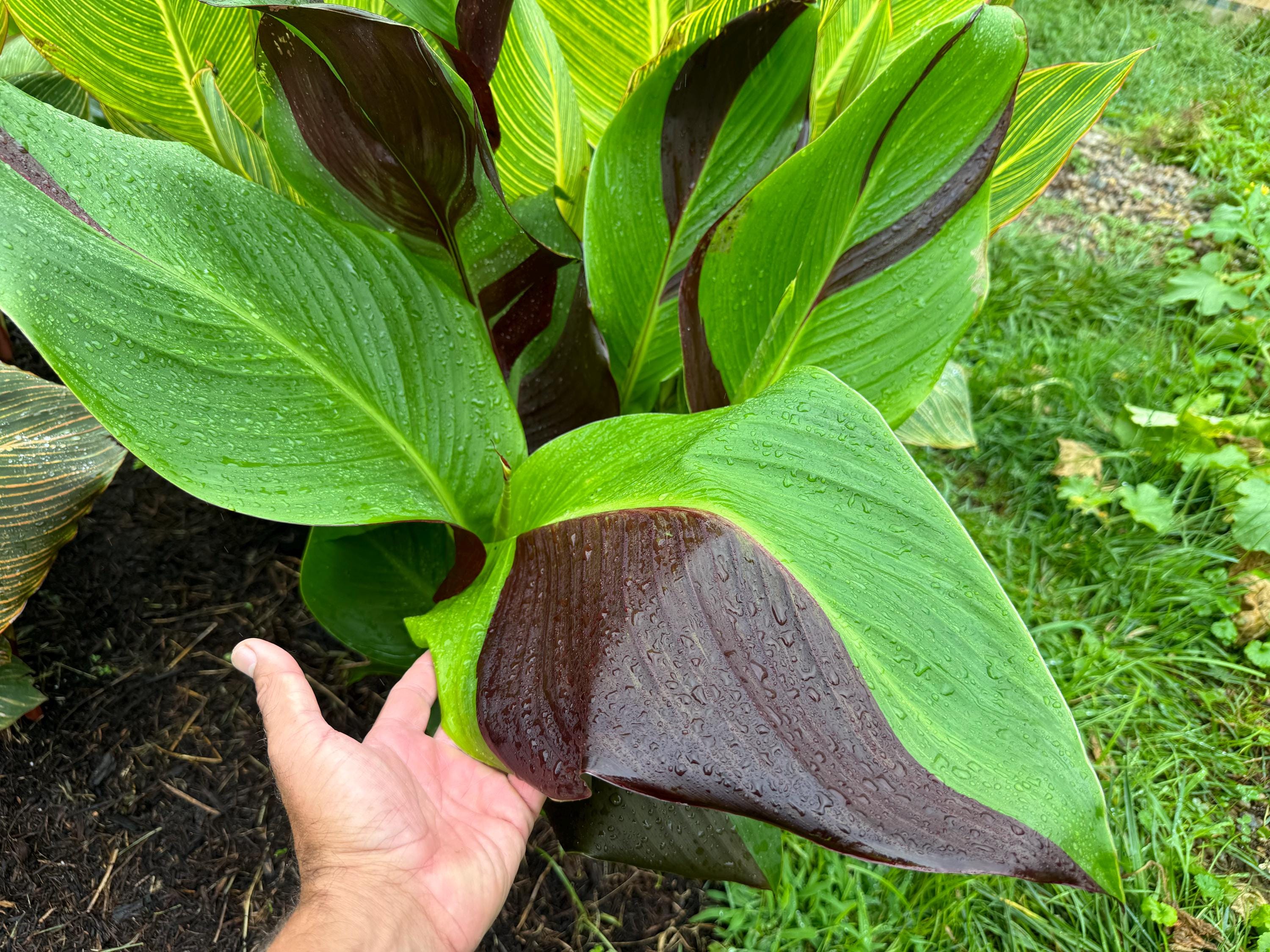 Cleopatra Variegated Red/green Canna Lily. Gorgeous Flowering Plant for ...
