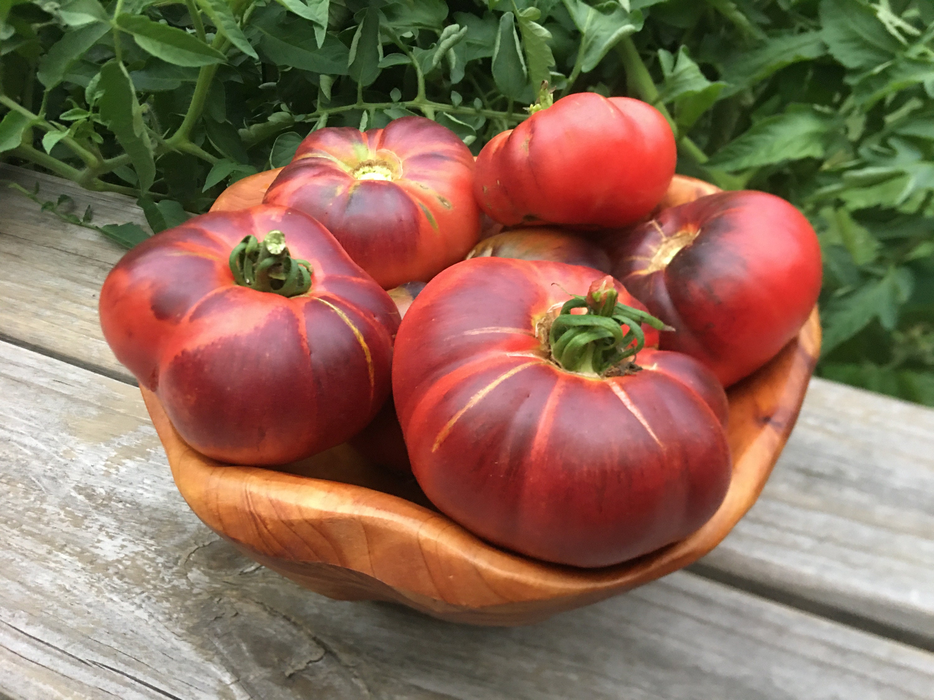 Blue Beauty Tomato Seeds - Etsy
