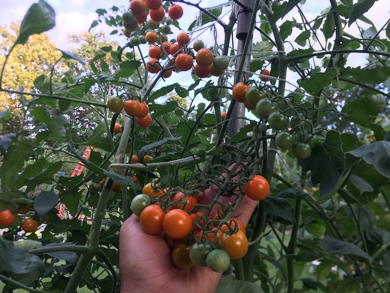 Sun Sugar Cherry Tomato. Seeds From Our 13 Foot Tall Mother Plant. - Etsy