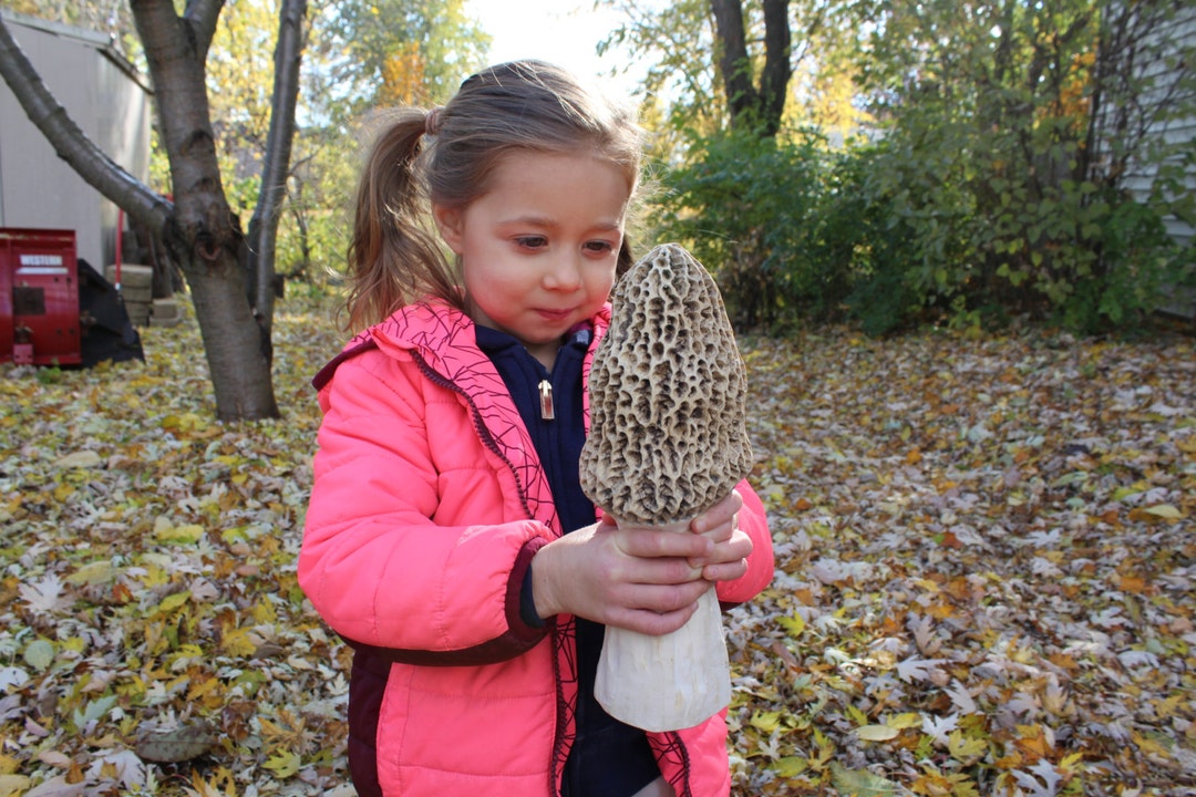 Giant Morel Mushroom for Landscape, Flower Bed or Garden. Handmade ...