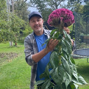 Giant Red Cockscomb Celosia Cristata Flower Seeds - Etsy