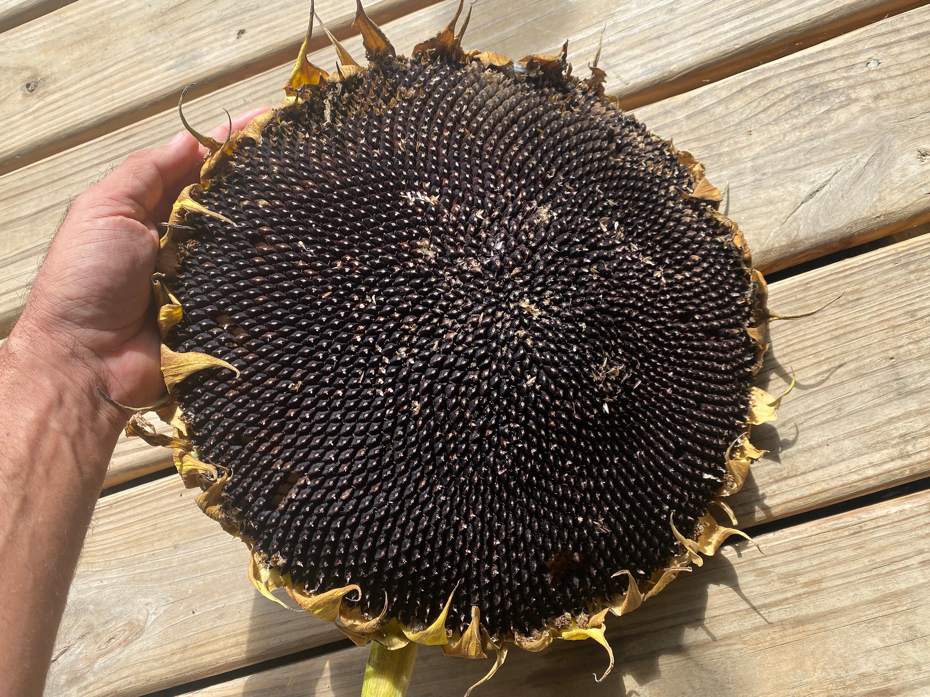 Giant Sunflower Seeds For Planting