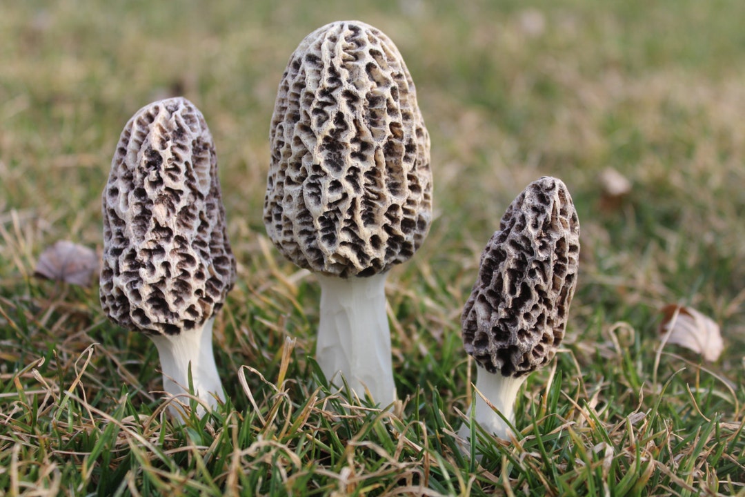 3 Morel Mushrooms for Landscape & Garden. 1 Small/1 Medium/1large (3 to ...