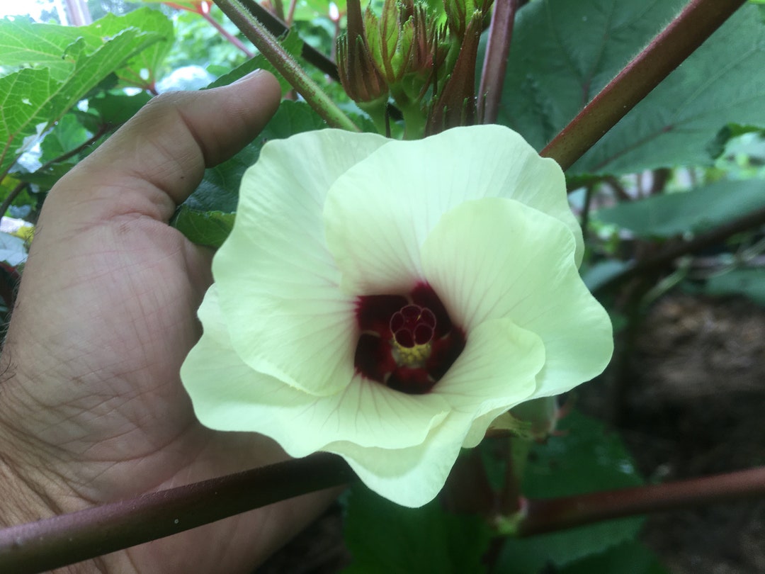 Red Okra Seeds. Prettiest Flower in the Garden - Etsy