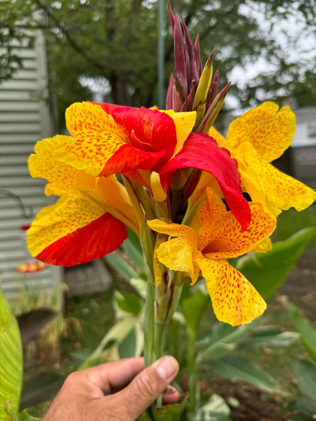 Cleopatra Canna Lily. Variegated Red/green Leaves. Gorgeous Flowering ...