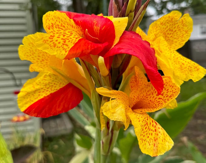 Cleopatra Canna Lily. Variegated Red/green Leaves. Gorgeous Flowering ...
