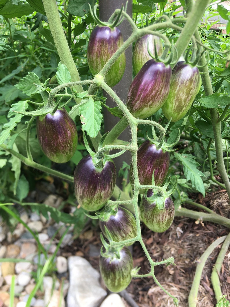 Atomic Grape Heirloom Tomato Seeds - Etsy.de