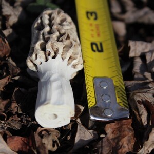 1 Morel Mushroom for Landscape & Garden. 3 Inches Tall. Real Looking ...