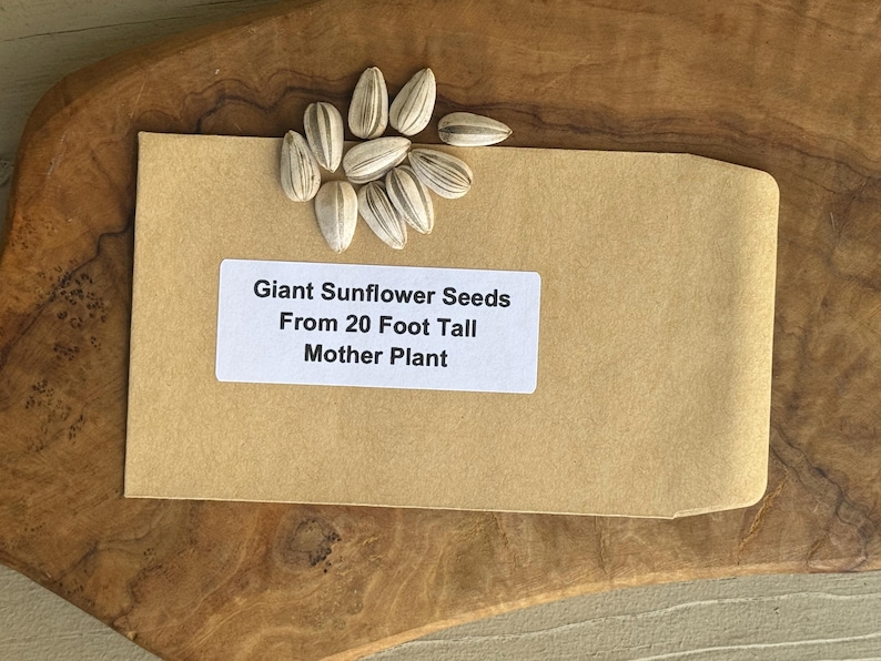 Giant Sunflower Seeds From 20 Foot Tall Mother Plant - Etsy