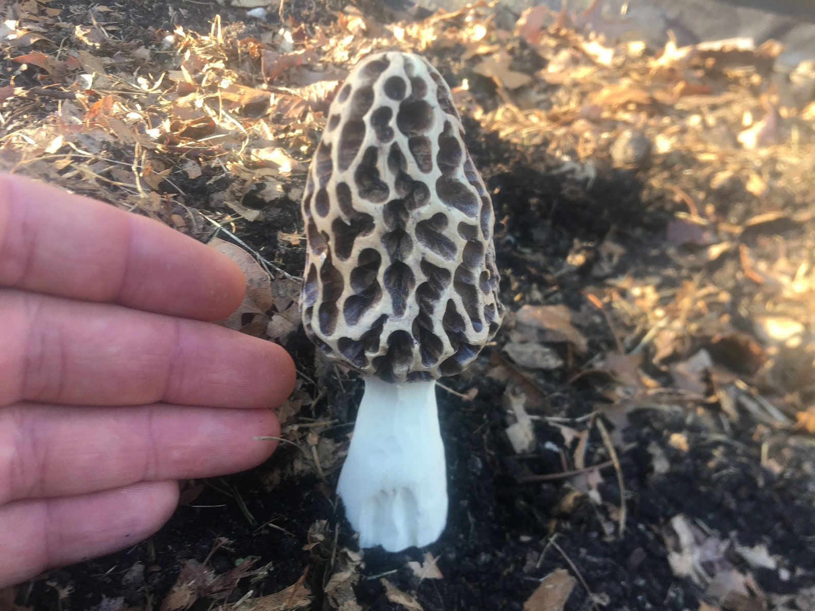 3 Morel Mushrooms for Landscape & Garden. 1 Small/1 Medium/1 | Etsy