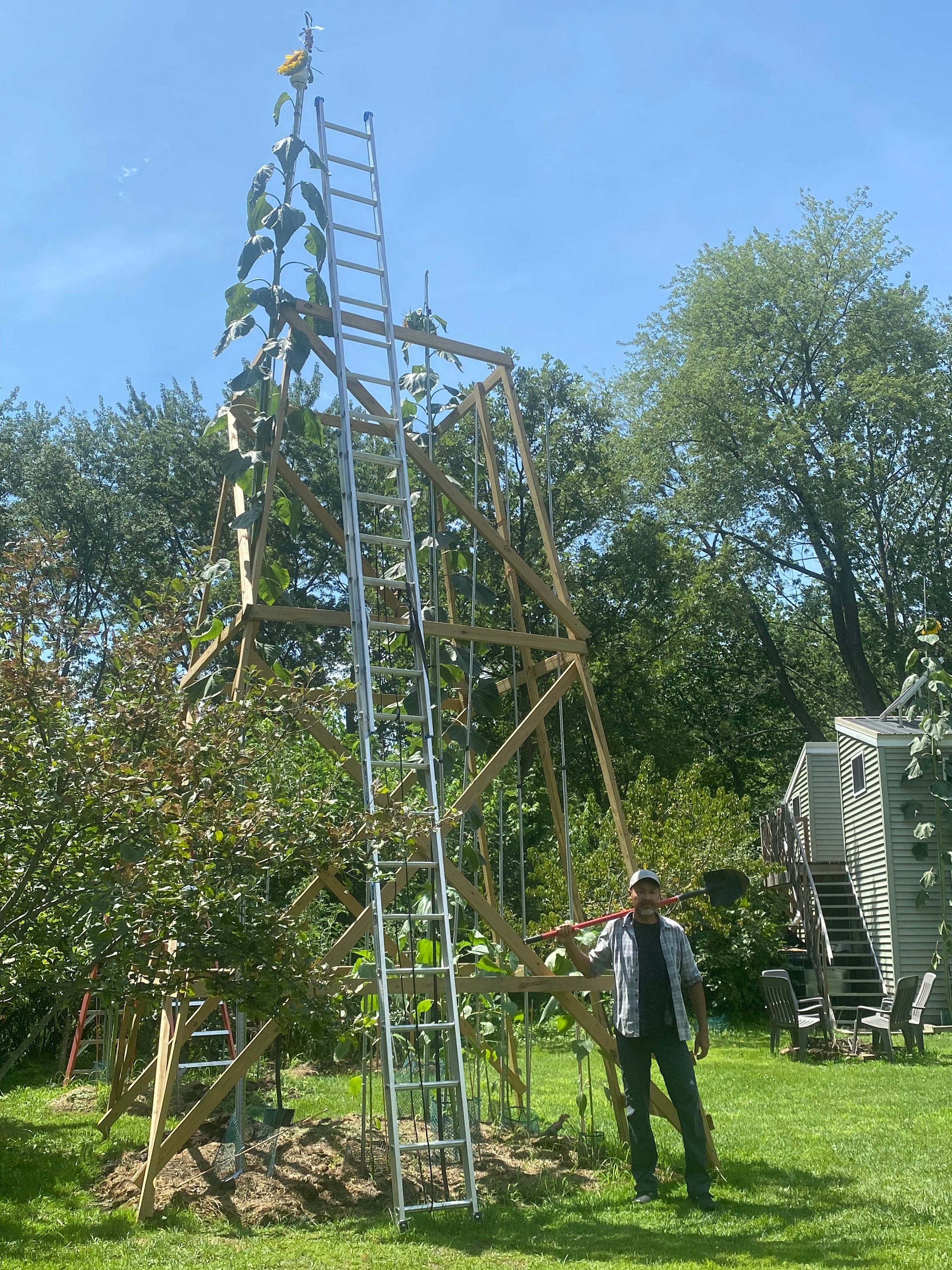 Giant Sunflower Seeds From 22 Foot Tall Mother Plant. Cross Pollinated ...