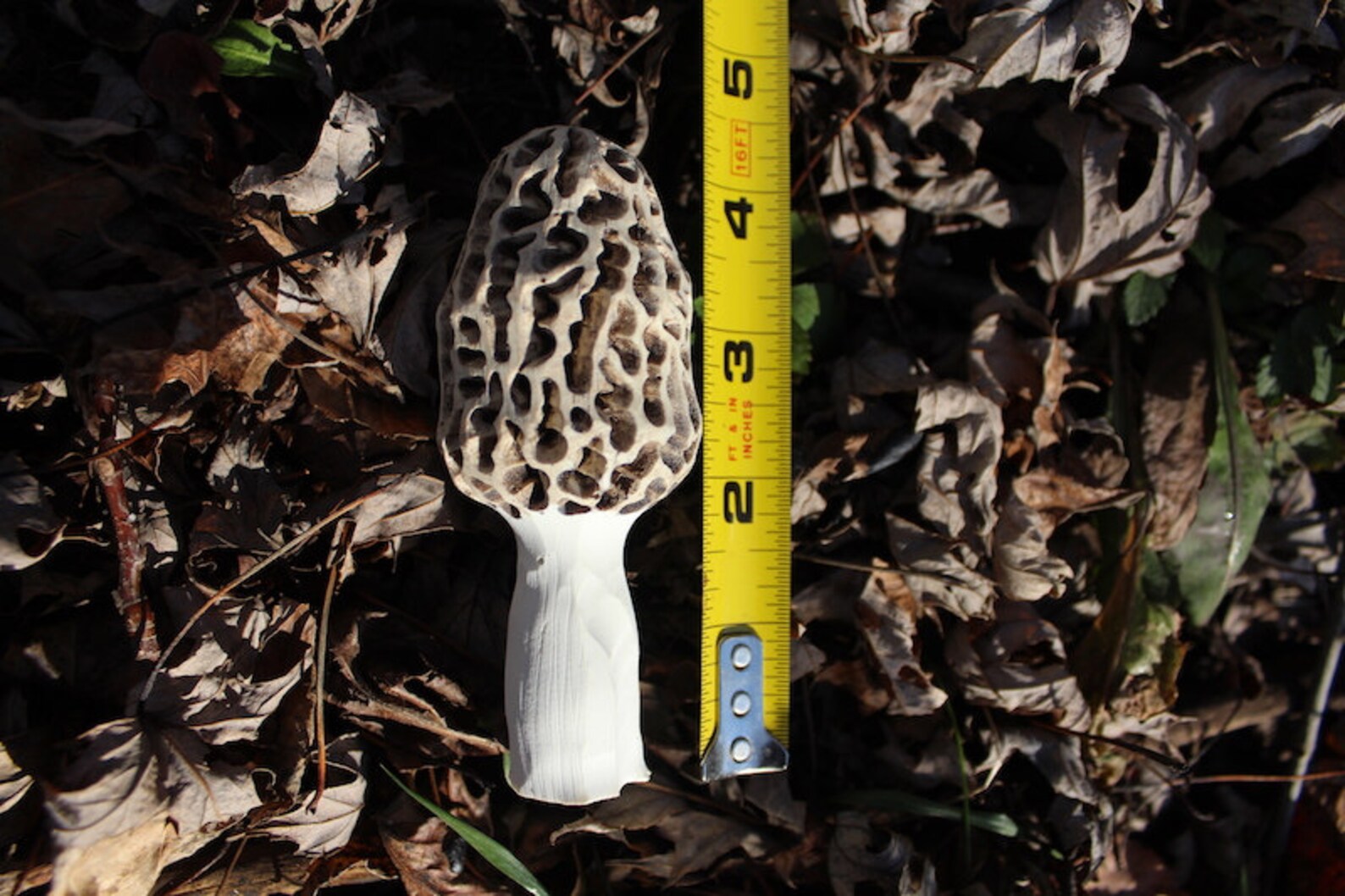 3 Morel Mushrooms for Landscape & Garden. 1 Small/1 Medium/1 | Etsy