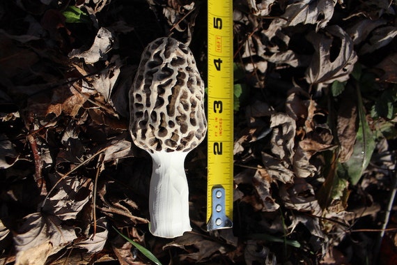 Gigantescos Hongos Morillas Amarillos 3 Hongos Morillas Para Paisaje Y