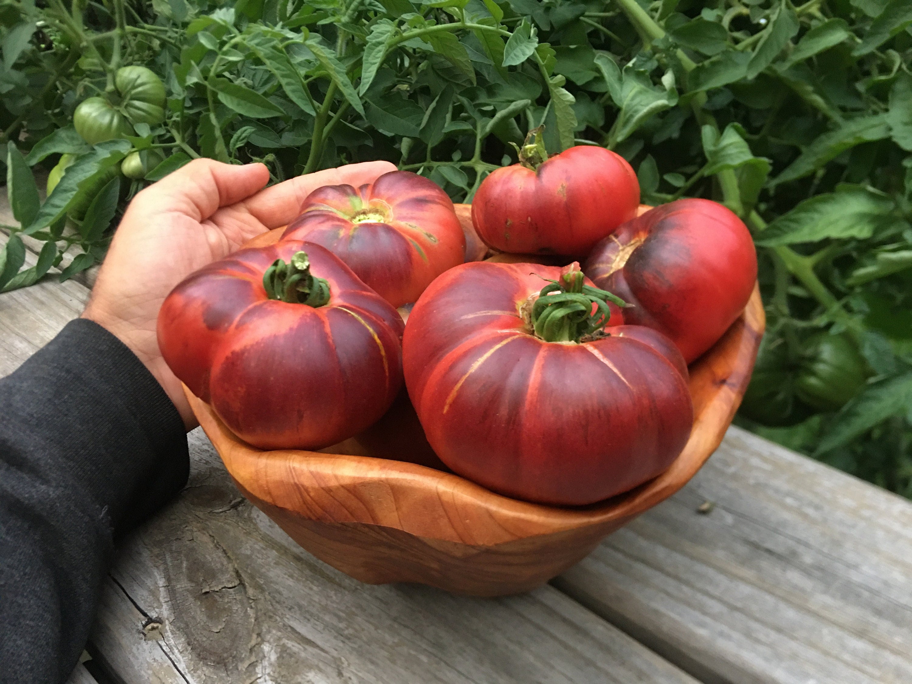 Blue Beauty Tomato Seeds - Etsy
