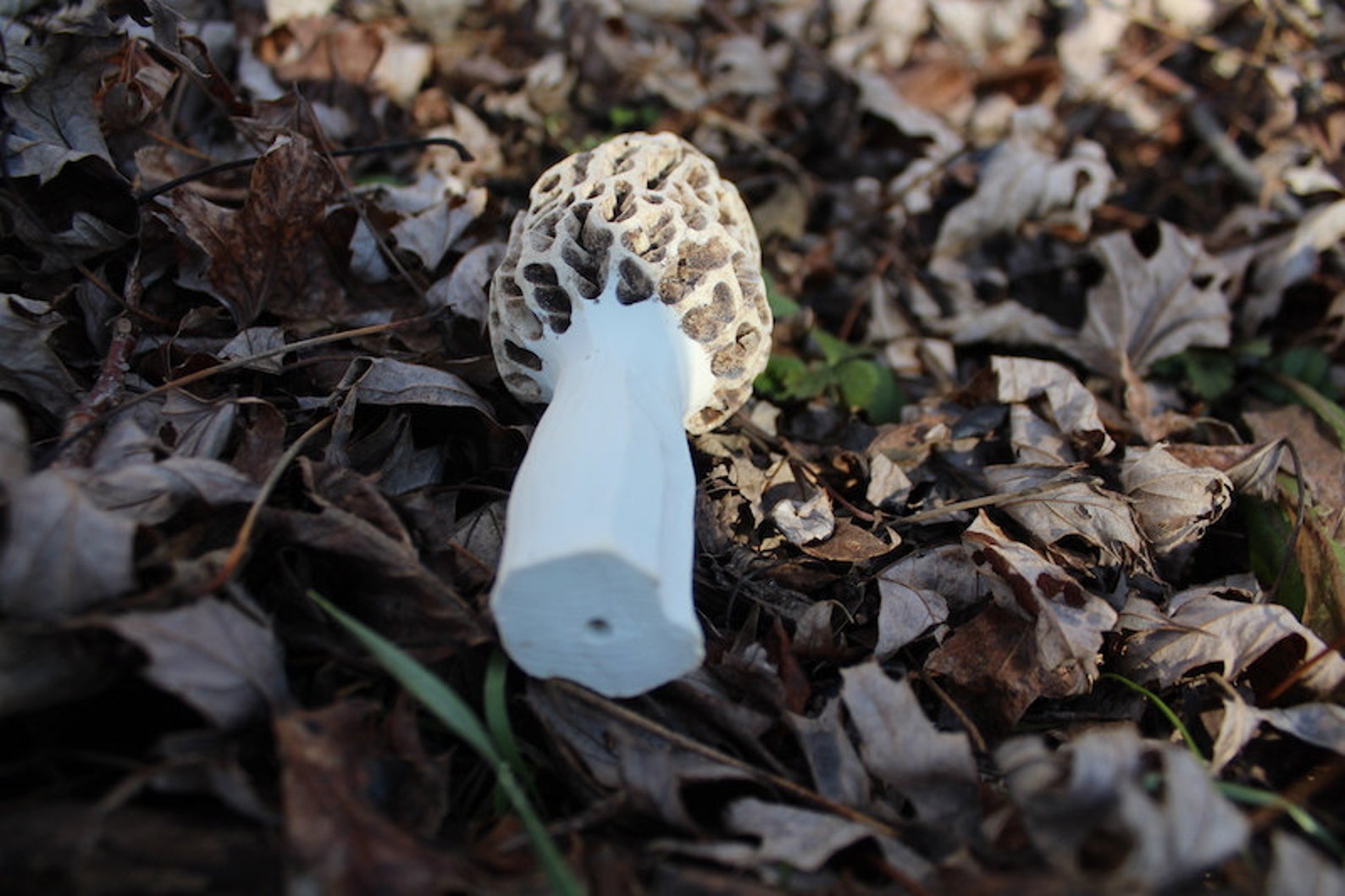 3 Morel Mushrooms for Landscape & Garden. 1 Small/1 Medium/1 | Etsy
