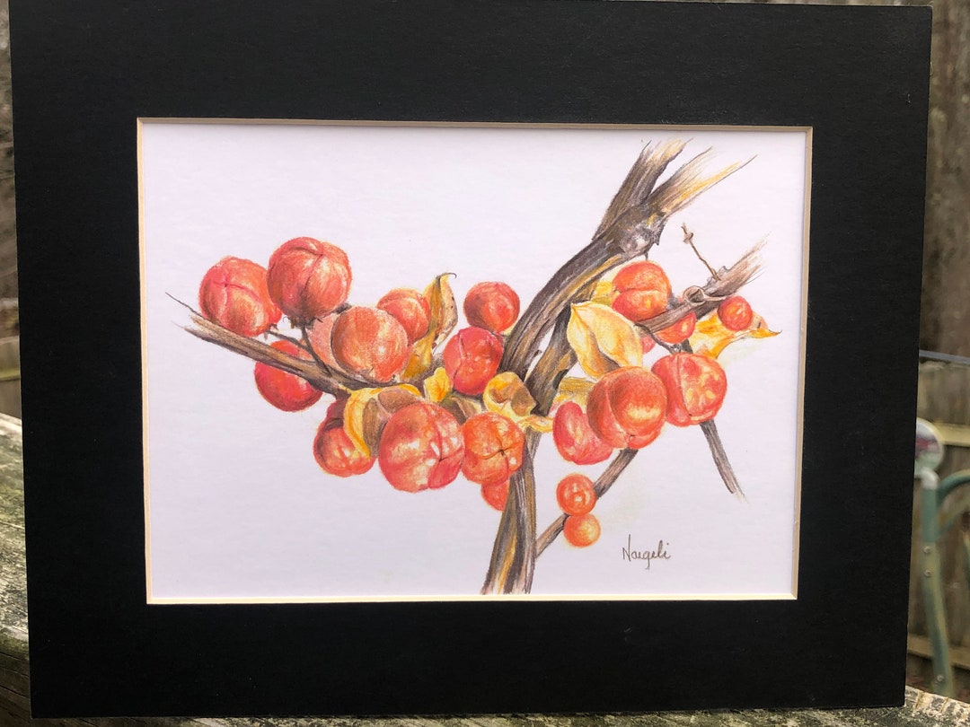 Still Life, Art Print, Modified Print, Colored Pencil, Bittersweet ...