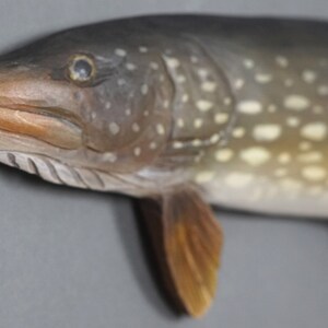 Eco-Friendly Fishing Gift Northern Pike Painted and Carved by | Etsy