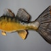 Hand Carved Relief Wooden Fish Walleye by Vladimir Davydov, Best ...