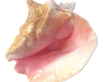 Queen Conch Shell - Etsy