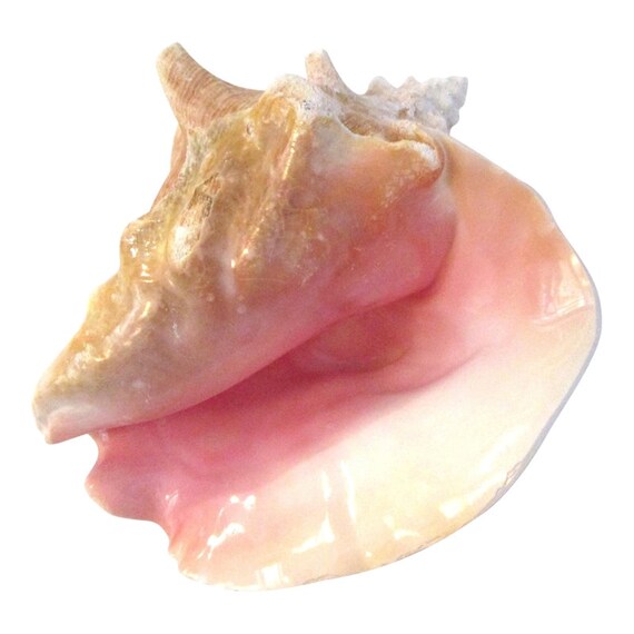 Large Pink Bahamian Queen Conch Shell - Etsy