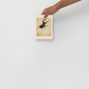 Albrecht Dürer Stag Beetle Art Print, Museum-quality Fine Art Print - Etsy