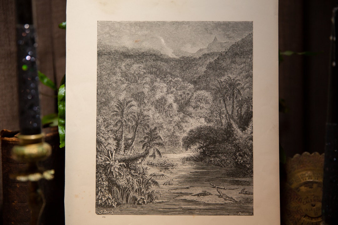 Jungle: Atala Gustave Dore Antique Illustration - Etsy