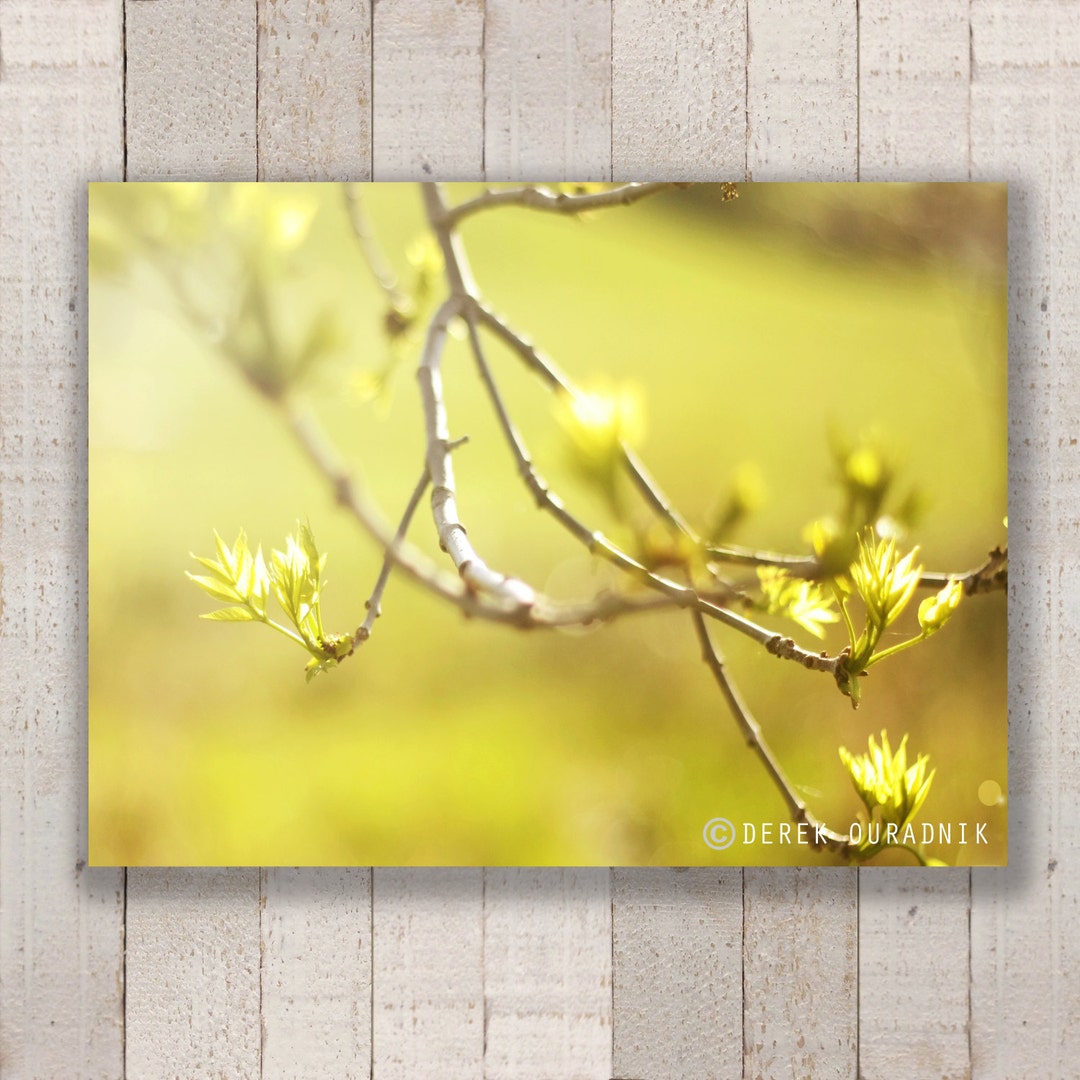 Derek Ouradnik Original Fine Art Photography Nature Flower Photo Print ...