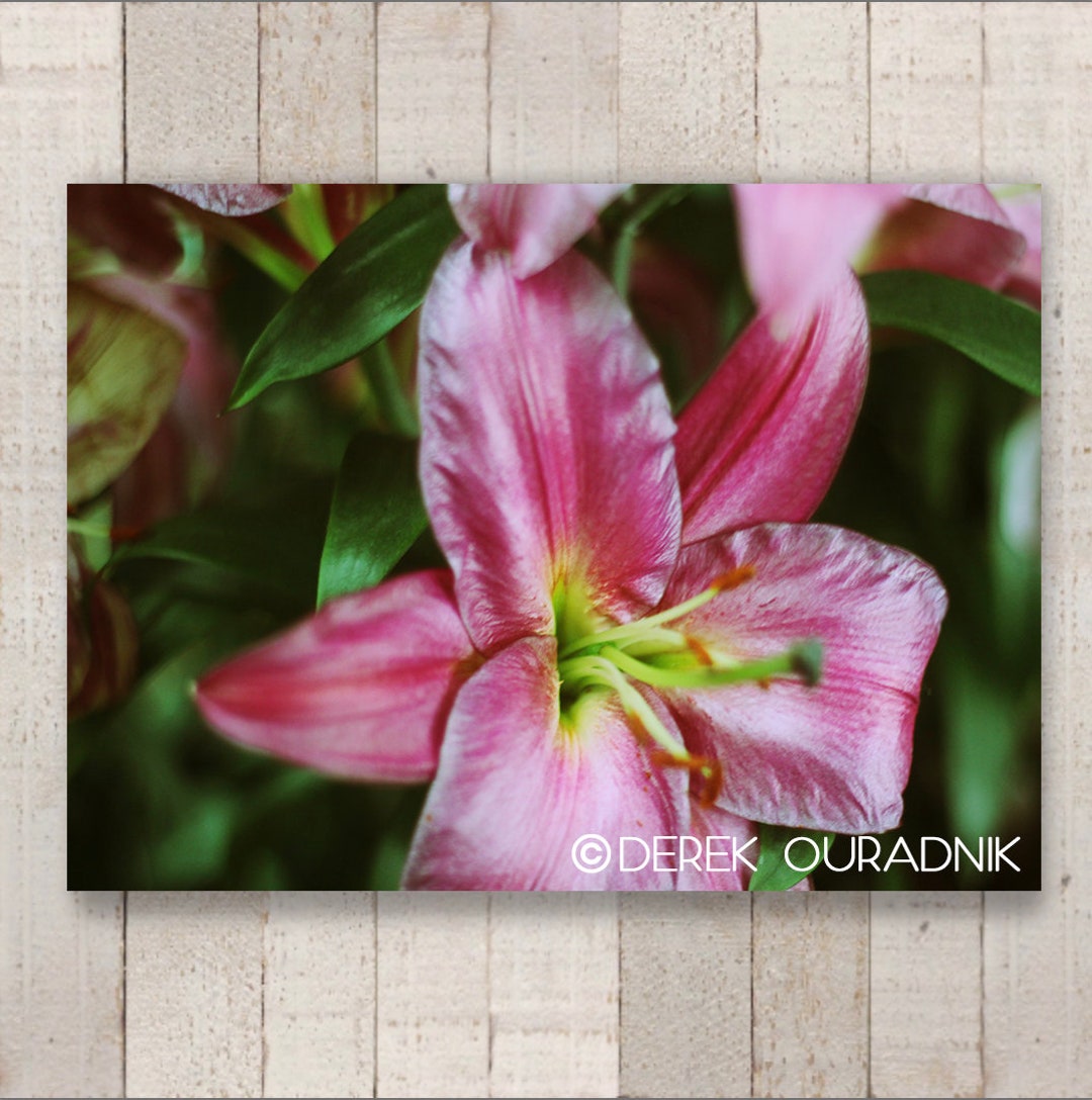 Derek Ouradnik Original Fine Art Photography Nature Flower Photo Print ...