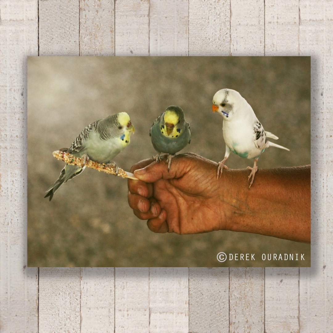 Derek Ouradnik Original Fine Art Photography Nature Flower Photo Print ...