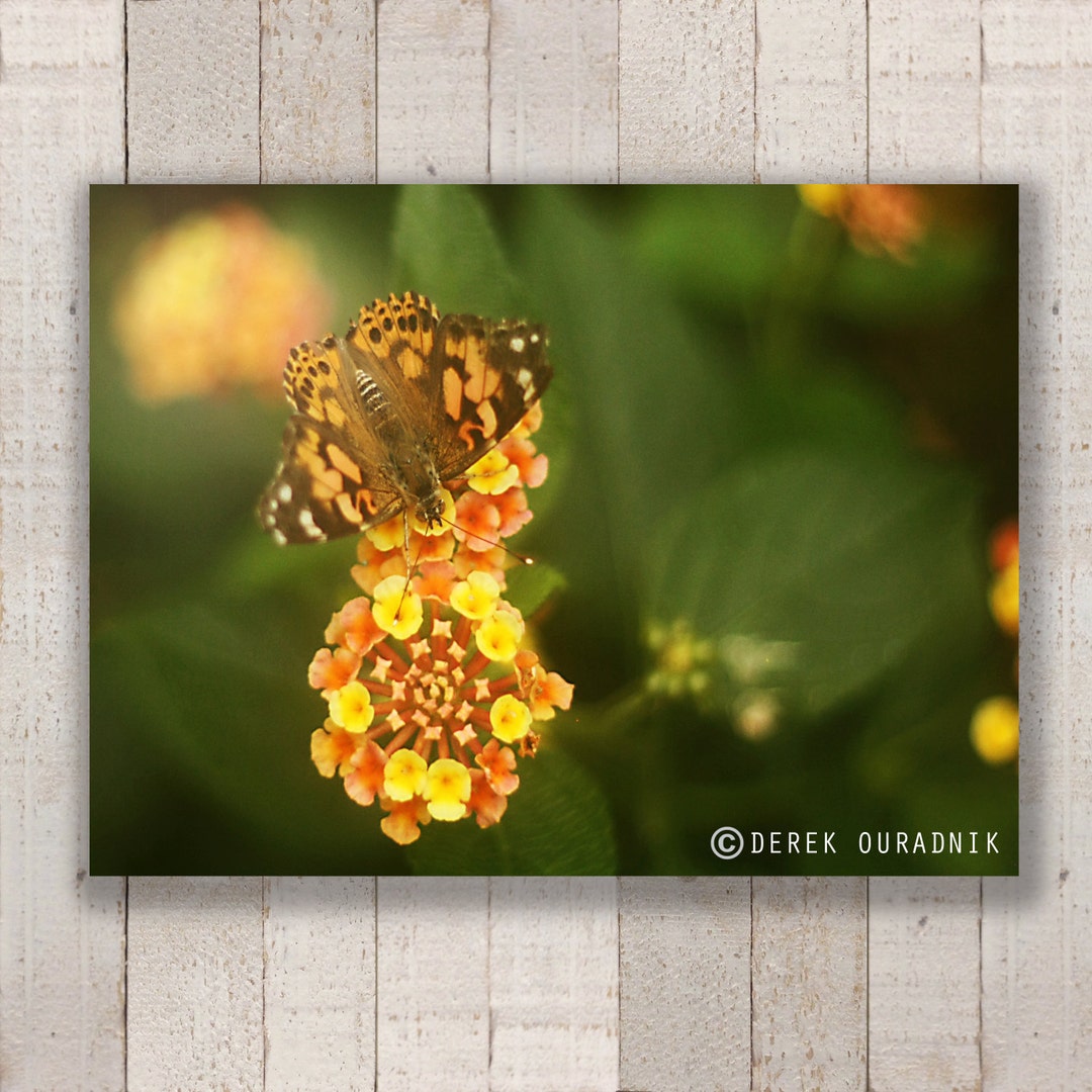 Derek Ouradnik Original Fine Art Photography Nature Flower Photo Print ...