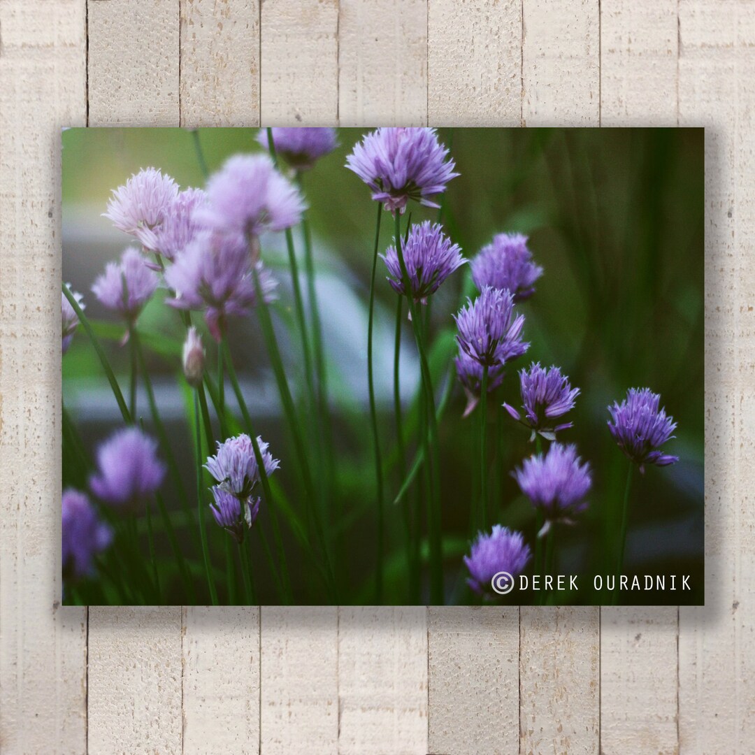 Derek Ouradnik Original Fine Art Photography Nature Flower Photo Print ...