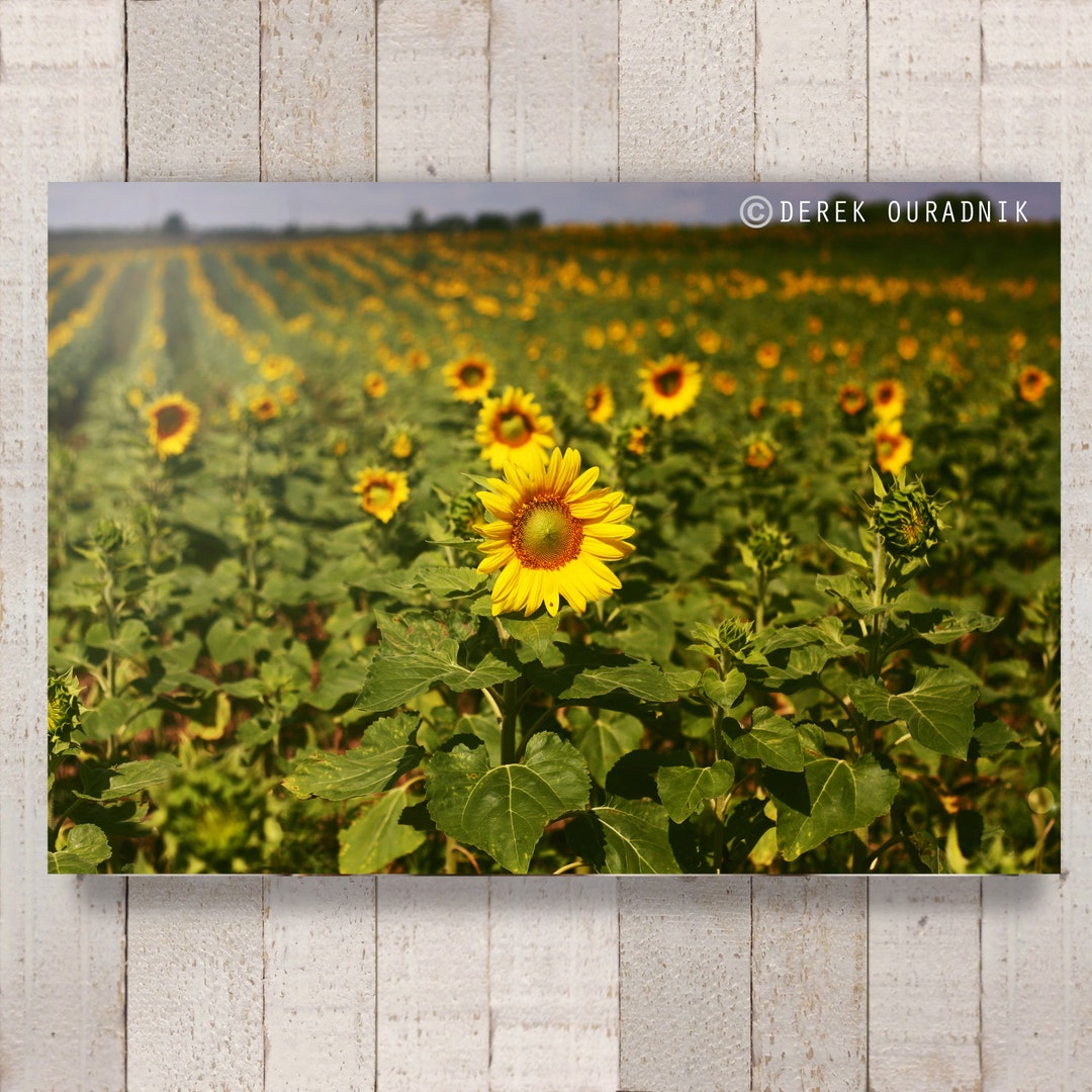 Derek Ouradnik Original Fine Art Photography Nature Flower Photo Print ...