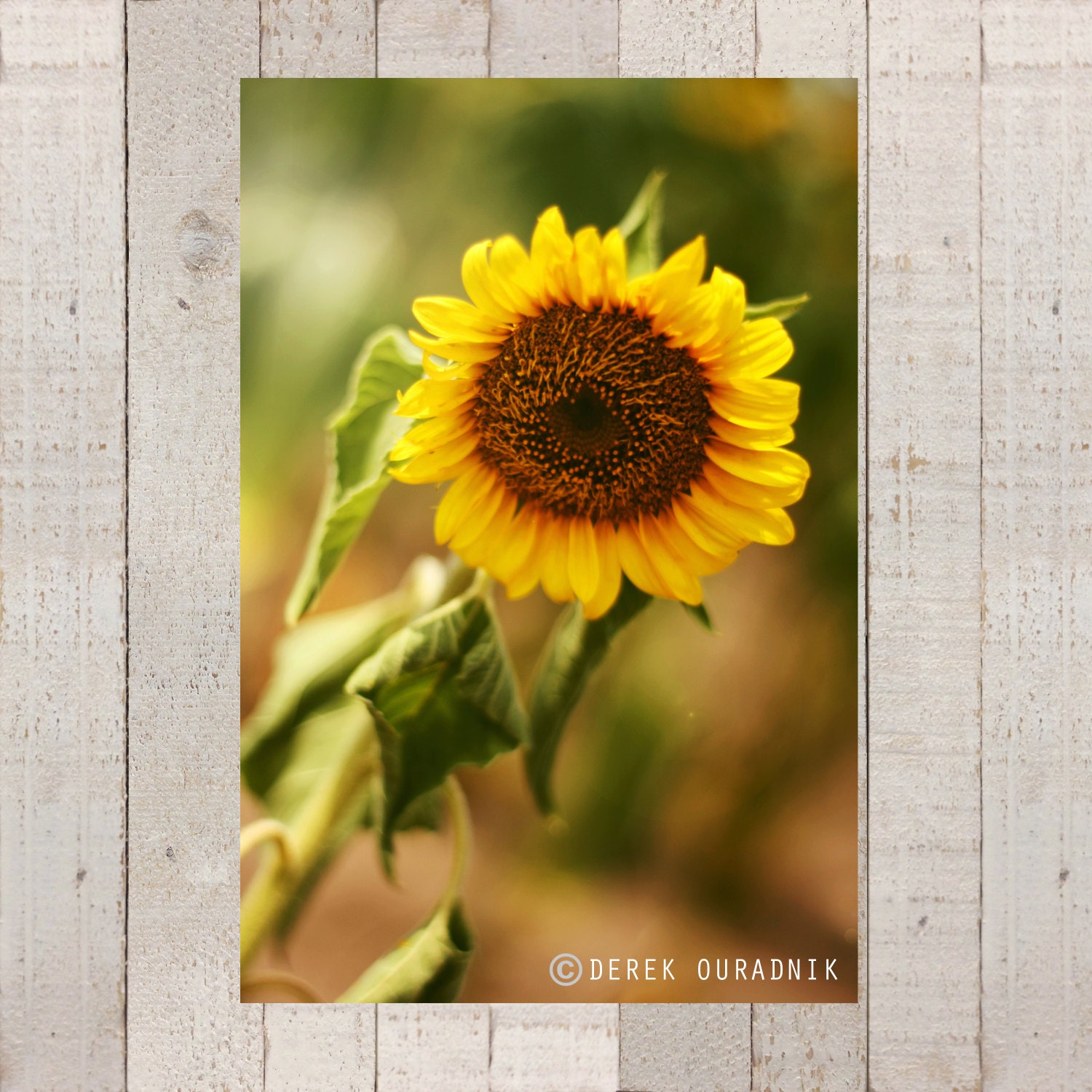 Derek Ouradnik Original Fine Art Photography Nature Flower Photo Print ...