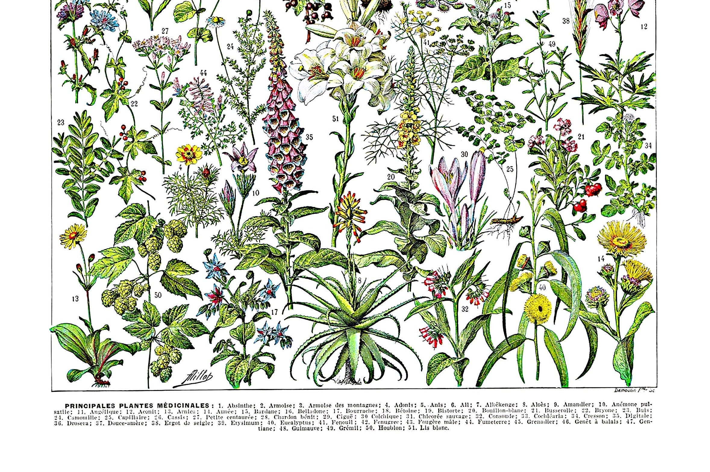 Vintage Medicinal Plant Art Print, Adolphe Millot Plantes Medicinales ...