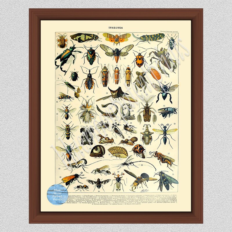 Insect Art - Etsy