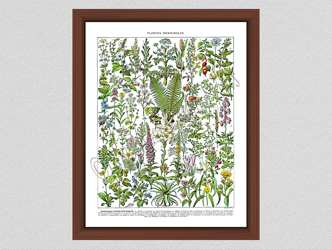 Vintage Medicinal Plant Art Print, Adolphe Millot Plantes Medicinales ...
